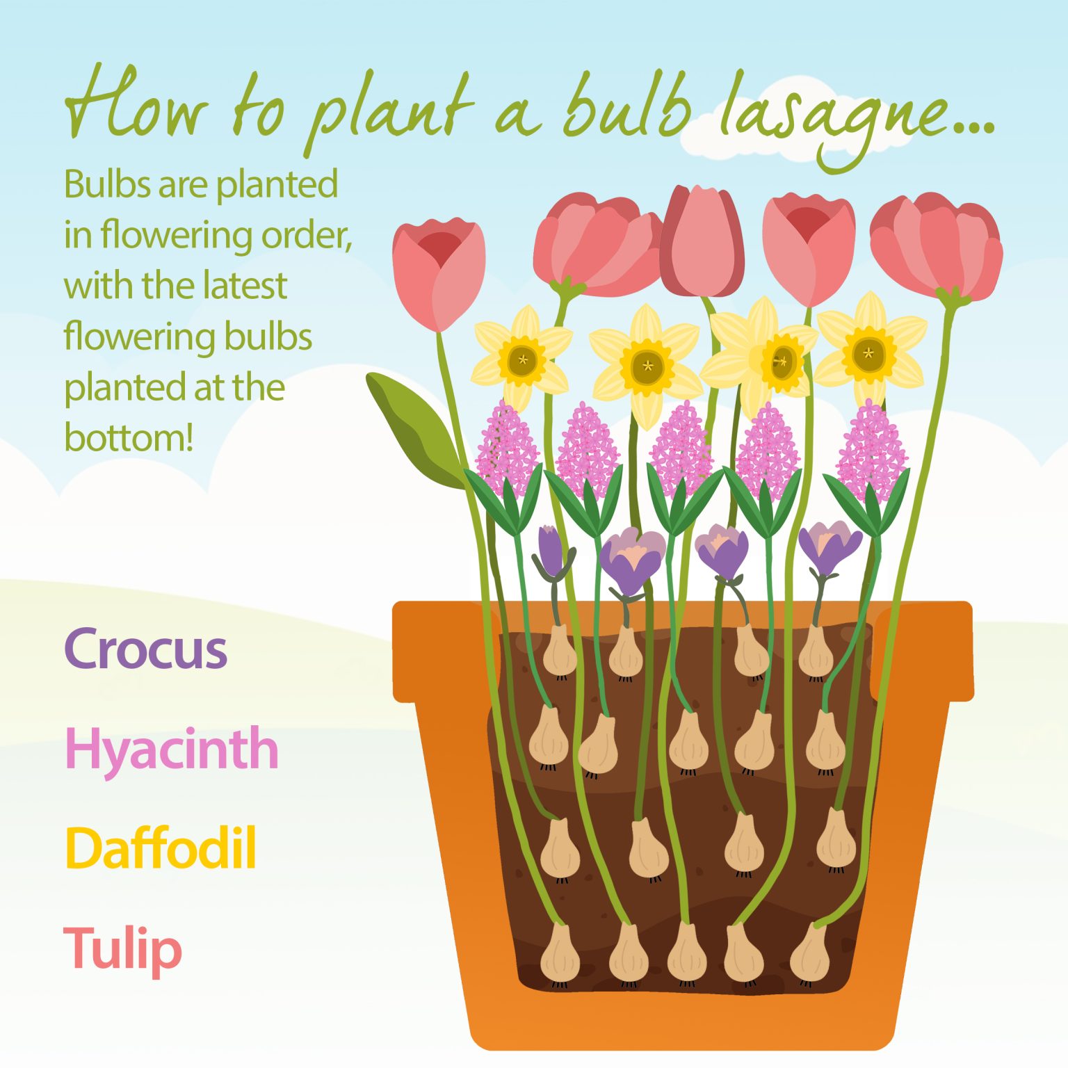 Plant A Bulb Lasagne | Gordale Garden & Home Centre