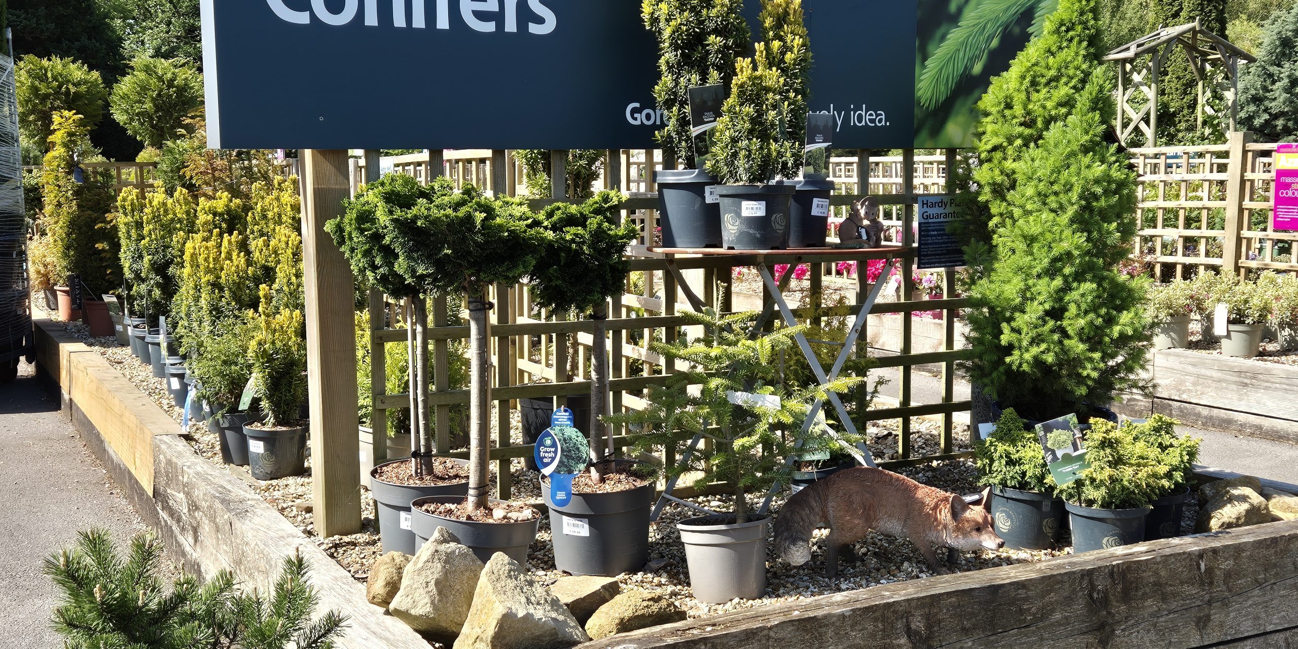 The Benefits of Conifers and Pines | Gordale Garden & Home Centre